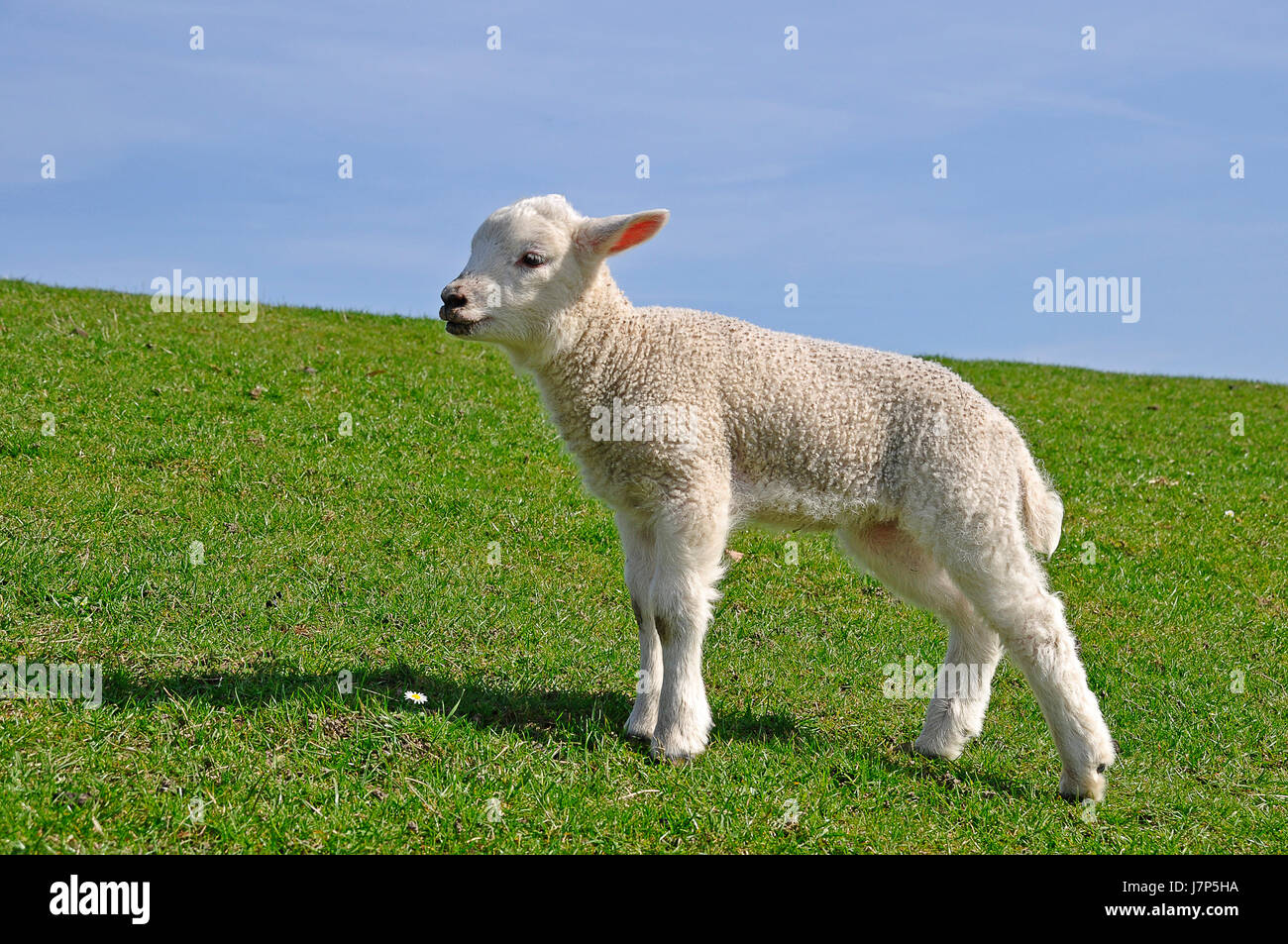 Passover lamb hi-res stock photography and images - Alamy
