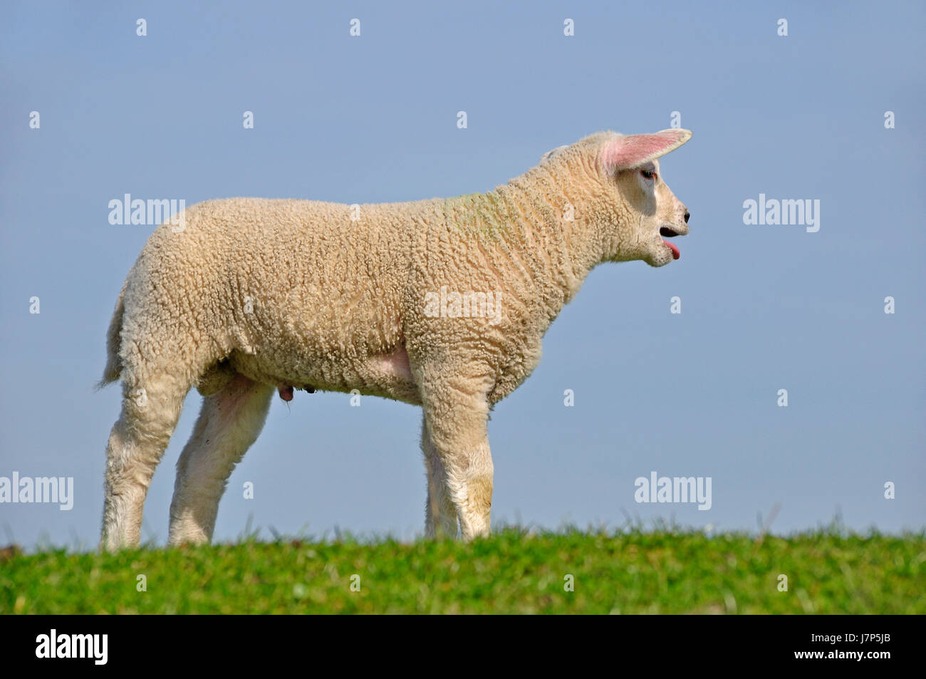 Lambkin hi-res stock photography and images - Alamy