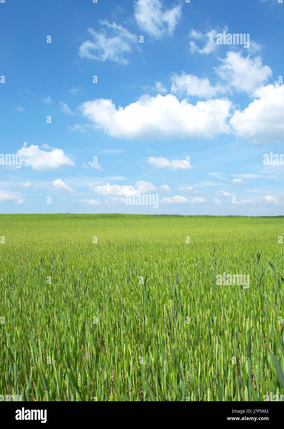 bread field summer summerly wheat cereal meadow lawn green nature grain ...