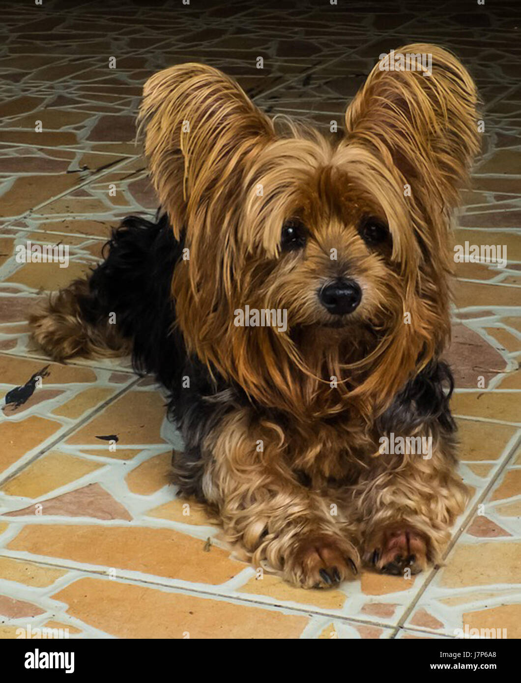 1dog hi-res stock photography and images - Alamy