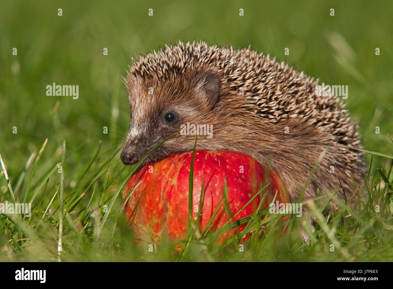 animals skin apples apple nose hedgehog young animal nature fall autumn ...