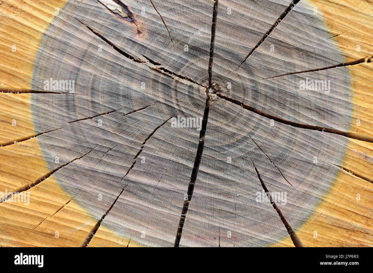 trunk mark splint firewood kernel annual rings trimmed timber trunk ... trunk mark splint firewood kernel annual rings trimmed timber trunk ...