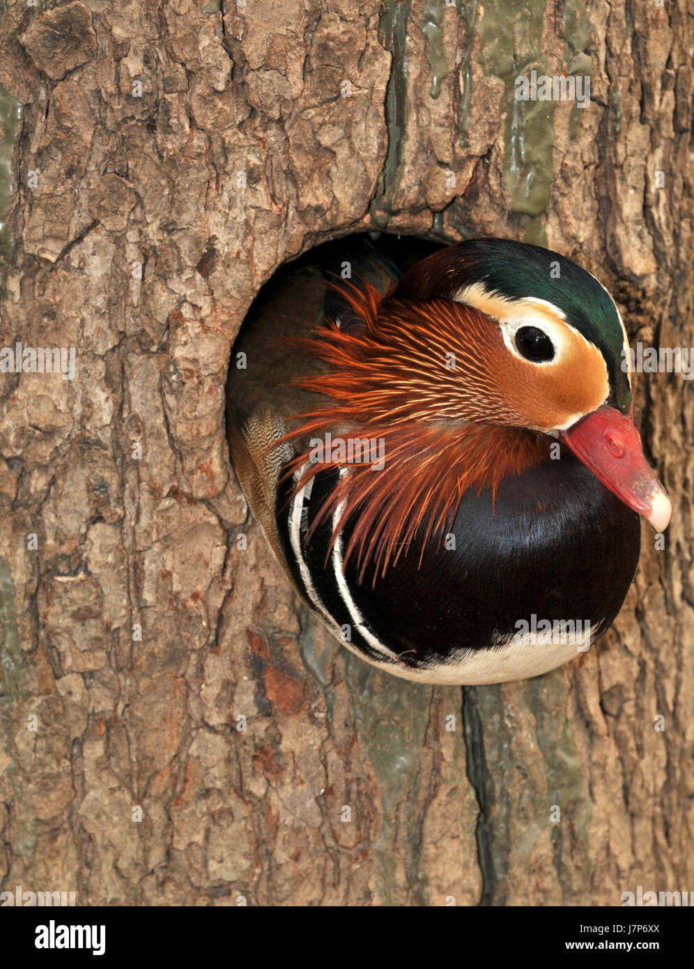 Baumbrter hi-res stock photography and images - Alamy