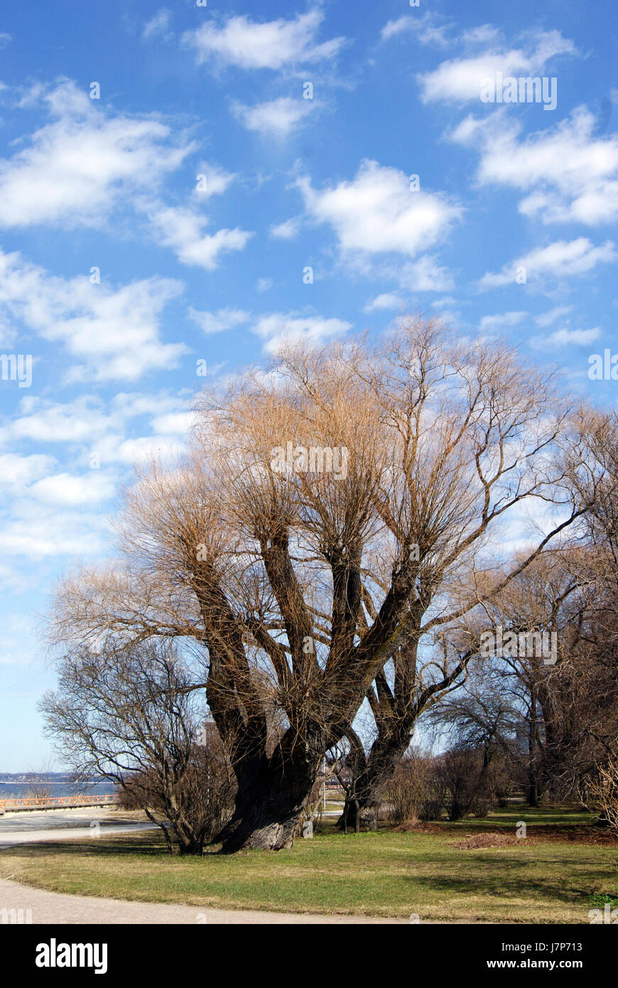 tree spring bouncing bounces hop skipping frisks jumping jump landscape ...