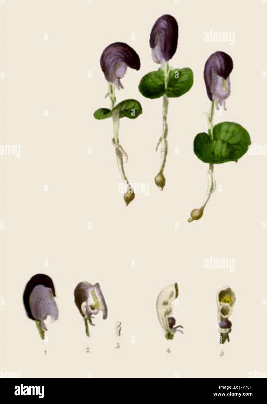 Corybas aconitiflorus (Paradisus Londinensis 98 Stock Photo - Alamy