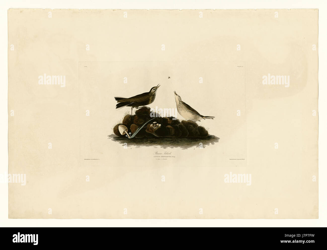 This refers to an image or scientific record of the Brown Titlark, a ...