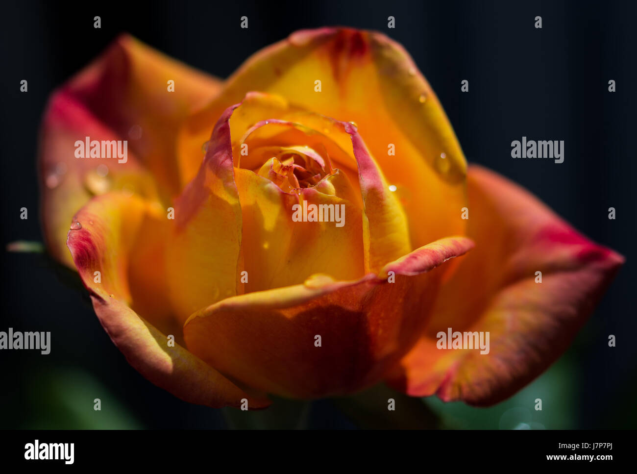 Fiore di rosaceae hi-res stock photography and images - Alamy