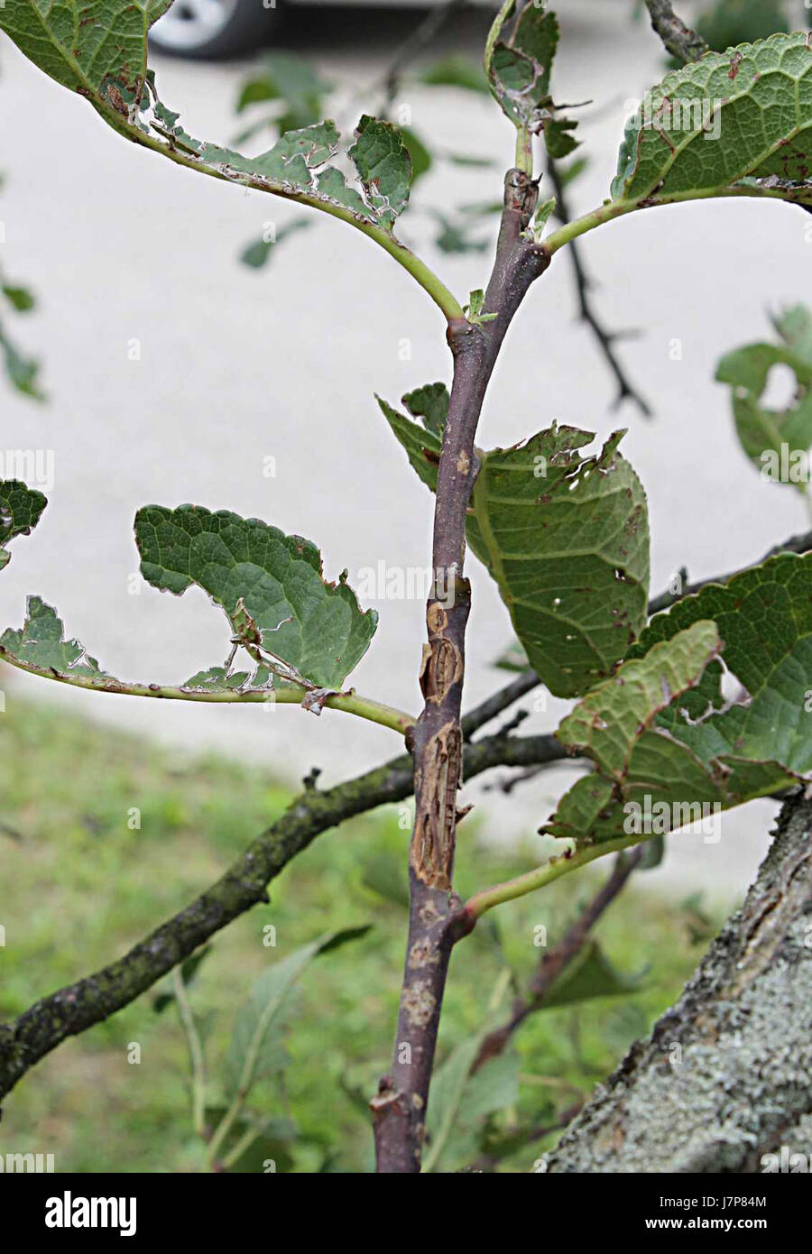 20120817 9999 89u Stock Photo - Alamy