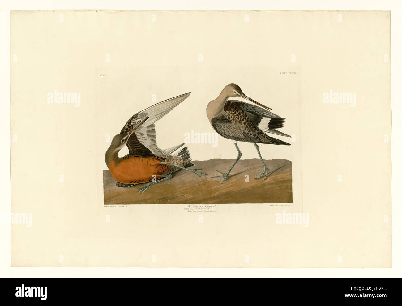 Godwit drawing hi-res stock photography and images - Alamy