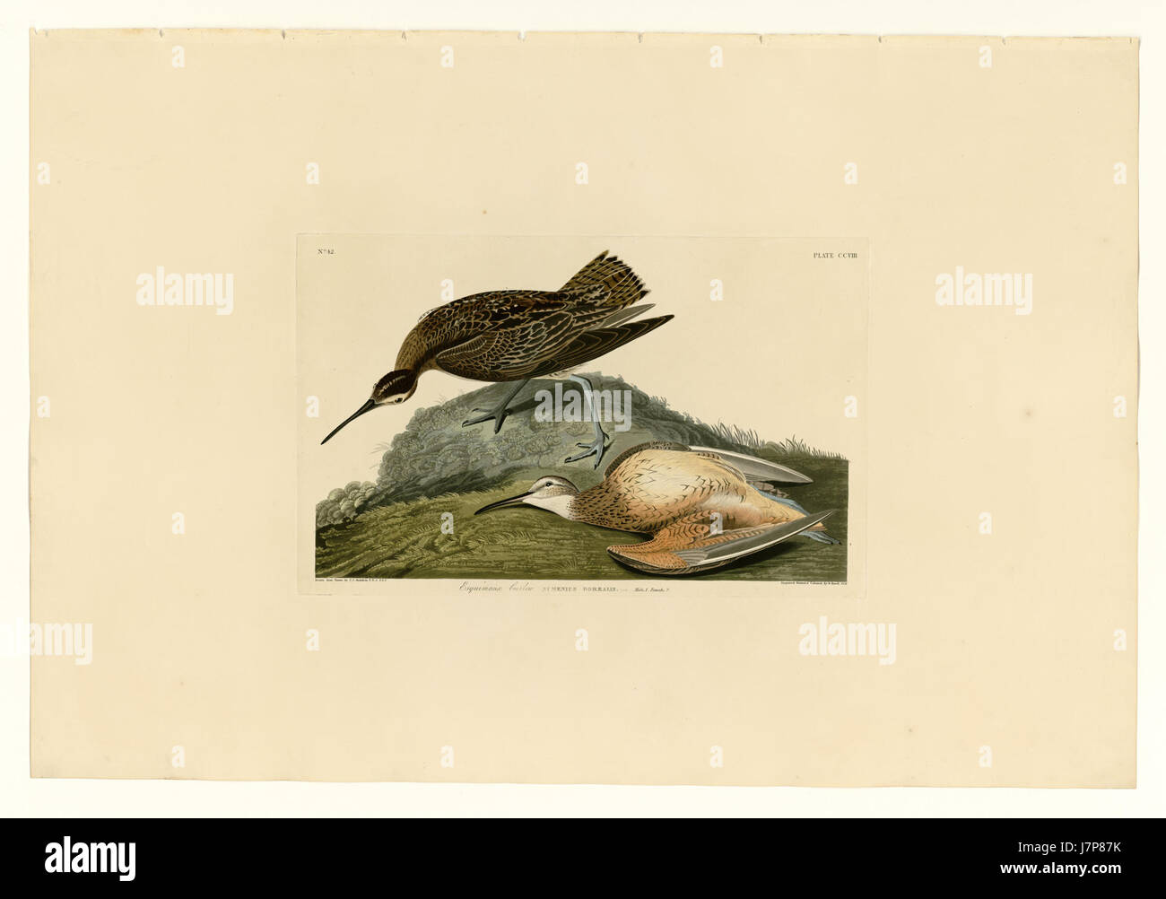 208 Esquimaux Curlew Stock Photo - Alamy