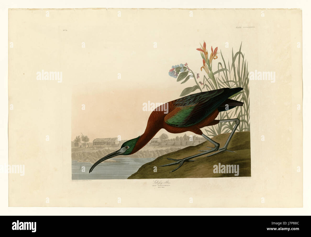 Glossy ibis illustration hi-res stock photography and images - Alamy