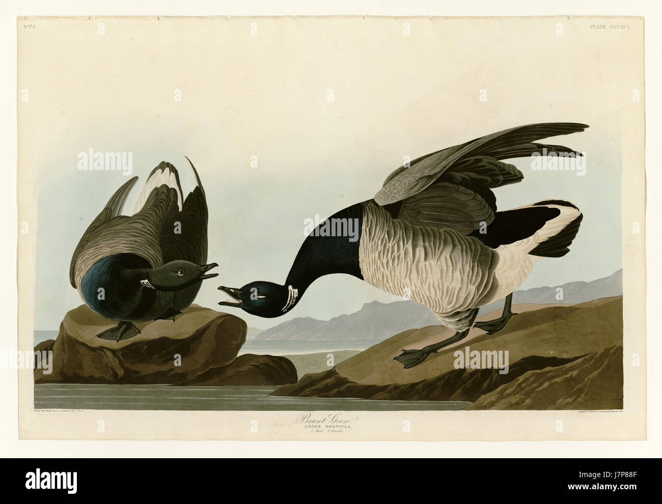 391 Brant Goose Stock Photo - Alamy