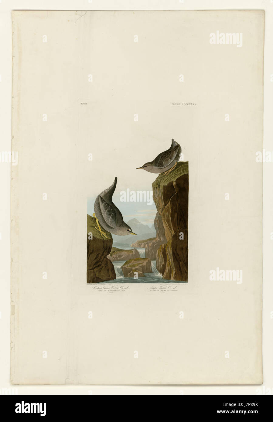 Water ouzel hi-res stock photography and images - Alamy