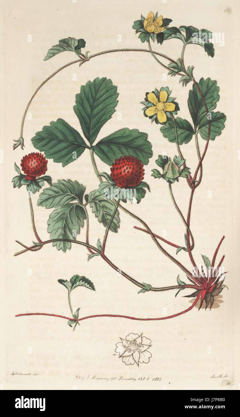 Fragaria indica, commonly known as the Indian strawberry, is a species ...
