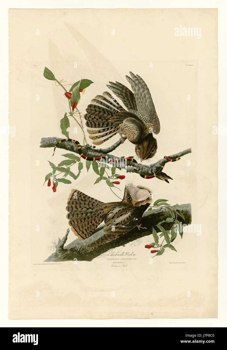Chuck wills widow bird hi-res stock photography and images - Alamy