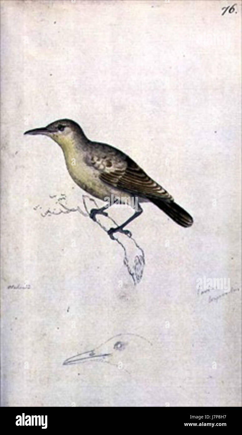 Acrocephalus caffer longirostris Stock Photo - Alamy