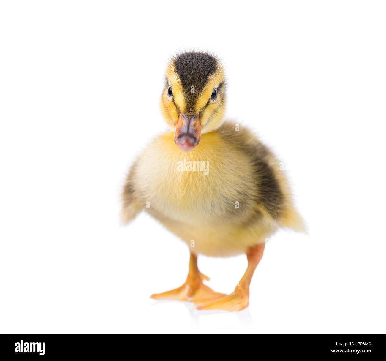 Cute newborn duckling Stock Photo - Alamy