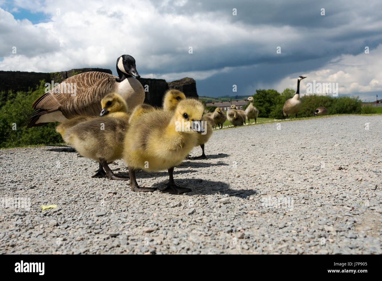 Canadian goose gosling (Branta canadensis) or chick gosling chick young ...
