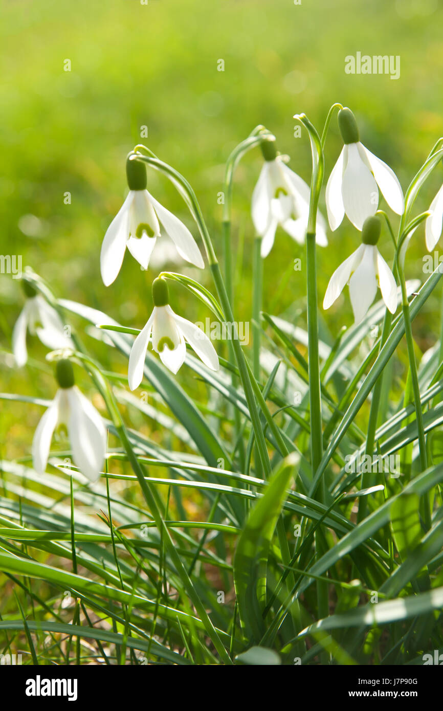 flower plant flora botany spring snowdrop garden plant green bloom ...