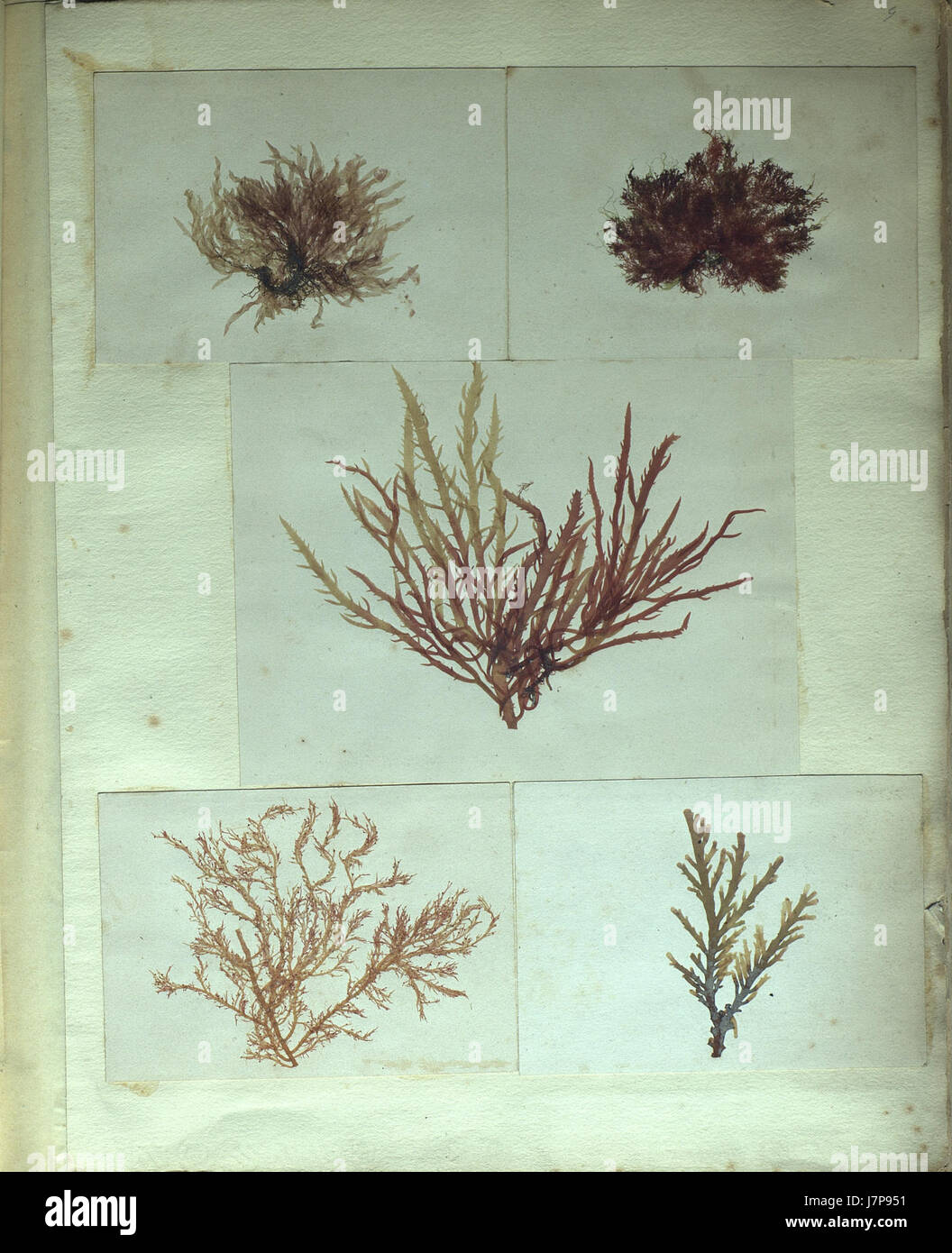 Algues marines 8 Stock Photo - Alamy