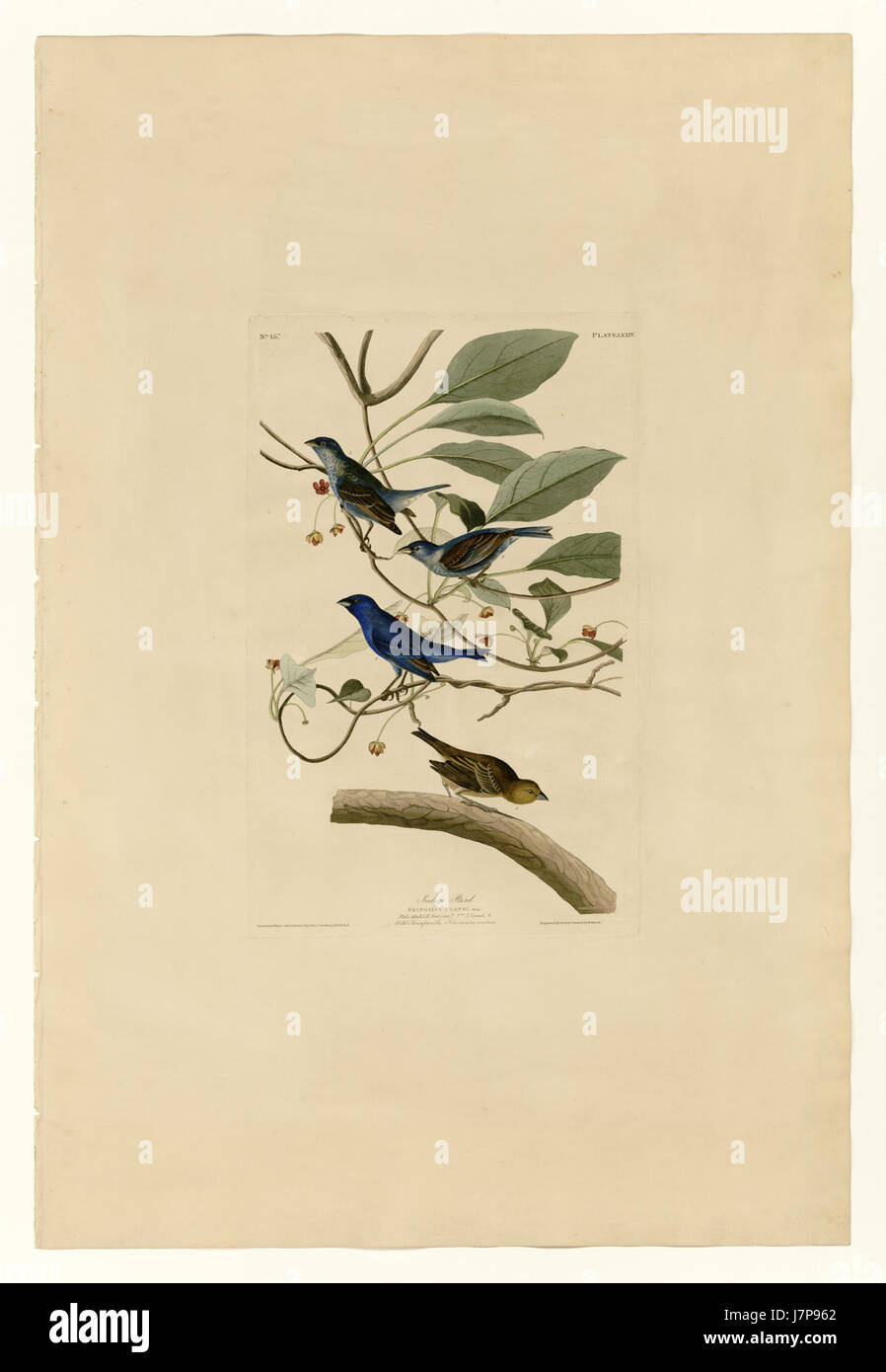 The *74 Indigo Bird* refers to a specific species or a representation ...