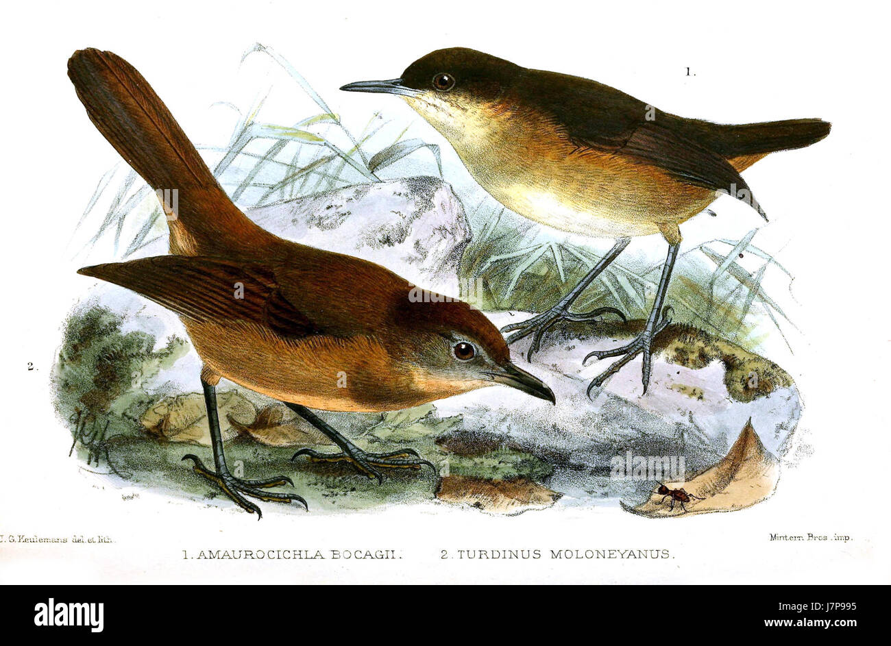This illustration by Keulemans showcases the Amaurocichla turdinus, a ...