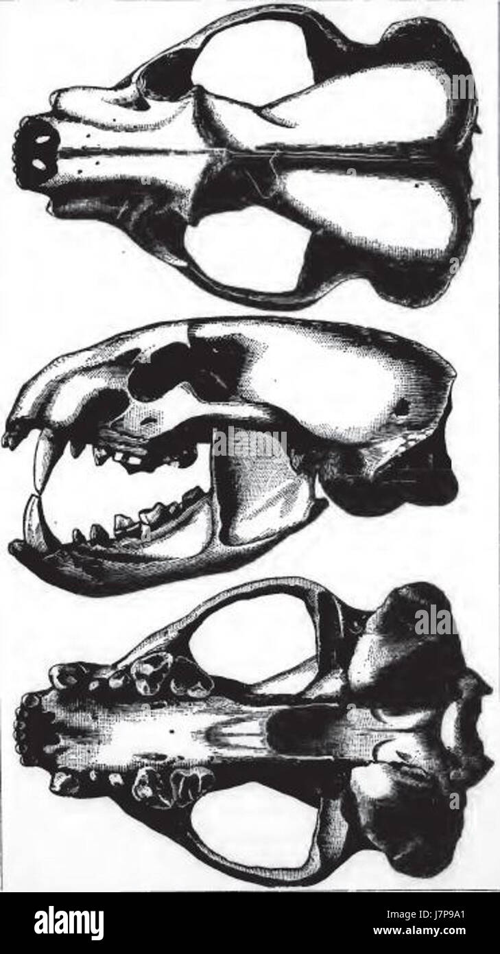 This title refers to the skull of an American badger, a species native ...