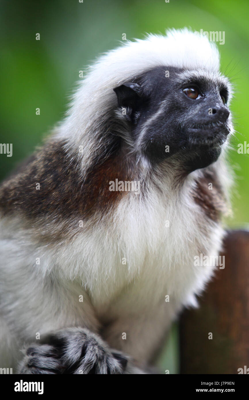 Monkeys are busy with their chores, Singapore, Southeast Asia Stock ...
