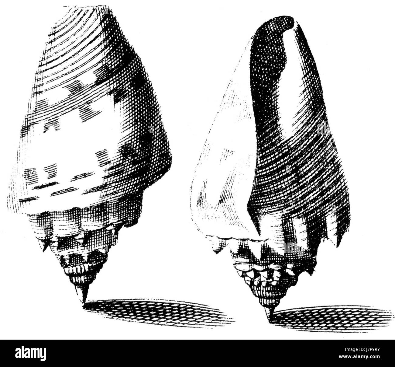 Marine gastropod mollusk sea Black and White Stock Photos & Images - Alamy