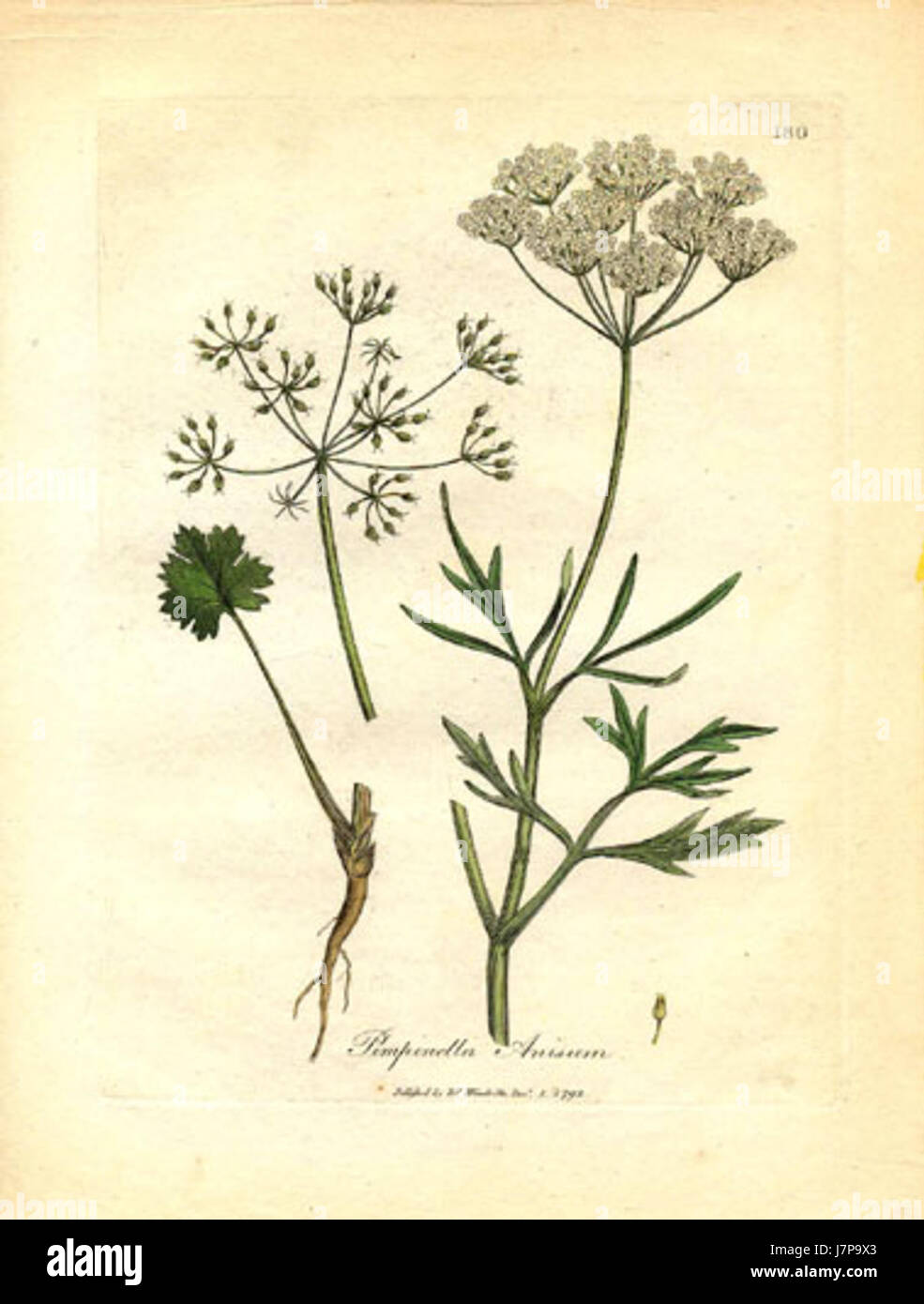 Pimpinella anisum, commonly known as anise, is a flowering plant in the ...