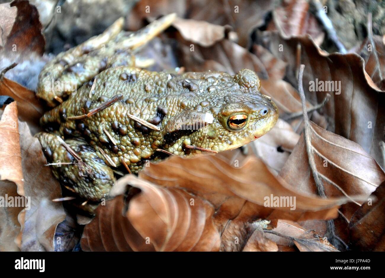 frog toad leaves foliage nature frog toad leaves foliage nature ...