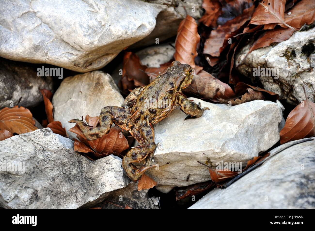 stone frog toad leaves foliage stone frog toad leaves foliage nature ...