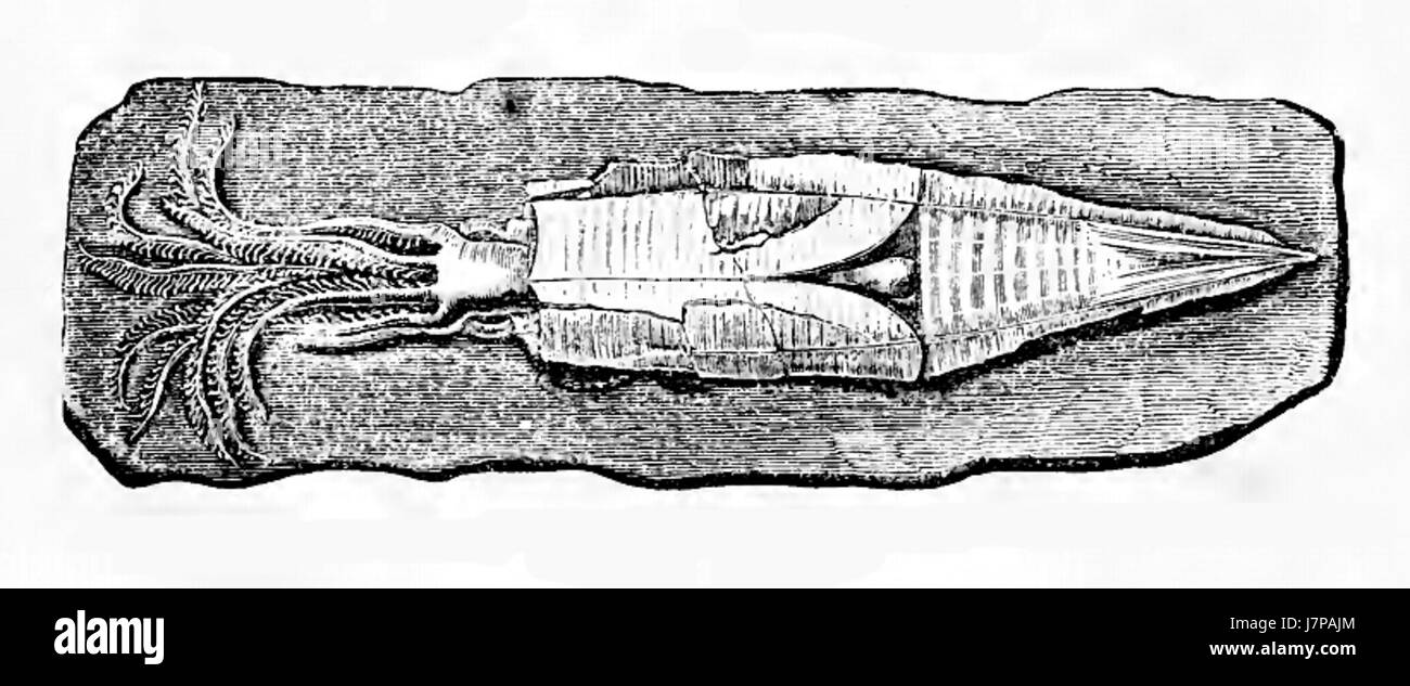 Belemnotheutis antiquus, an extinct species of squid from ancient ...