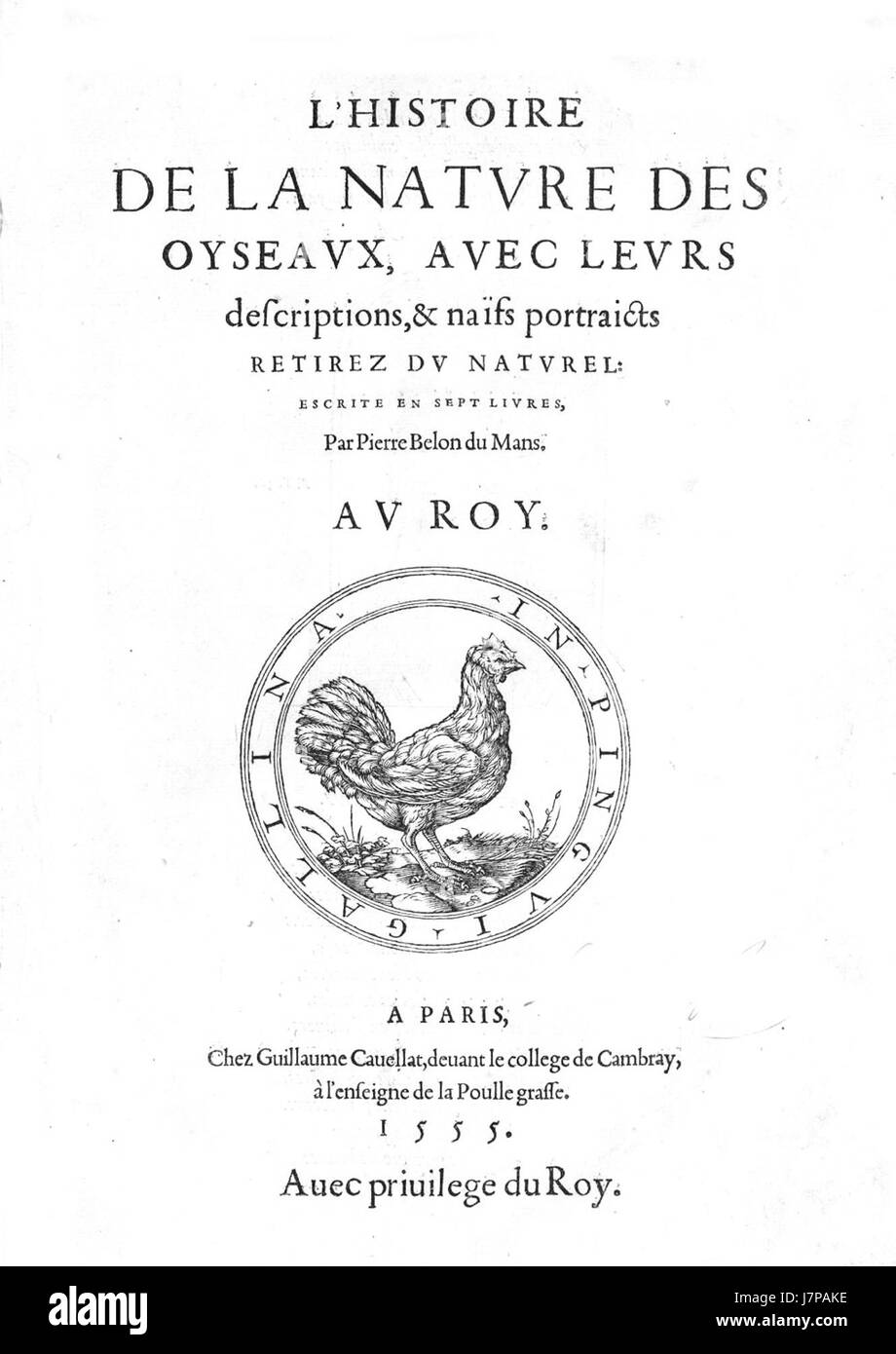 1555 1555 Cut Out Stock Images & Pictures - Alamy