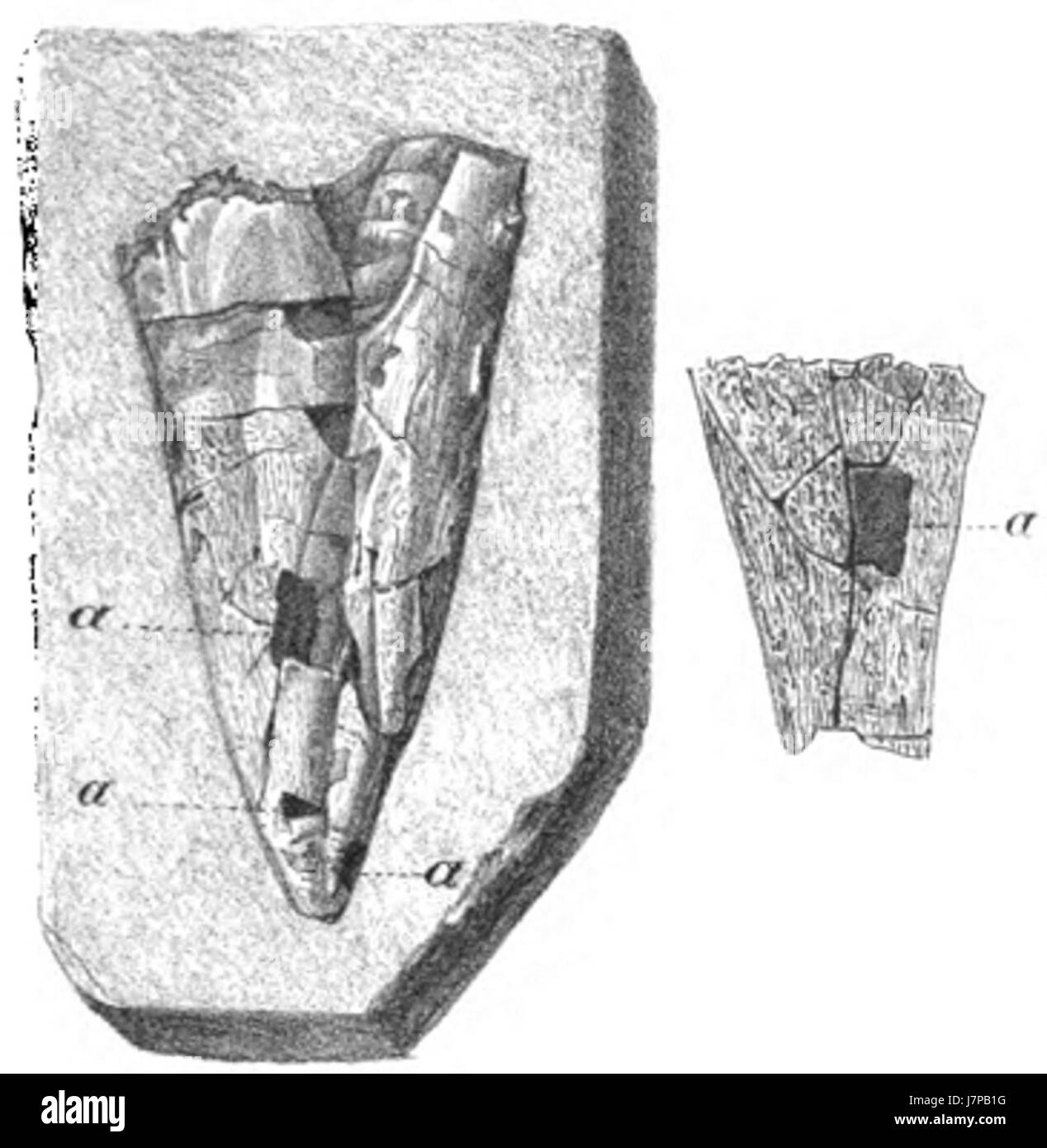 Belemnotheutis phragmocone 1 Stock Photo - Alamy