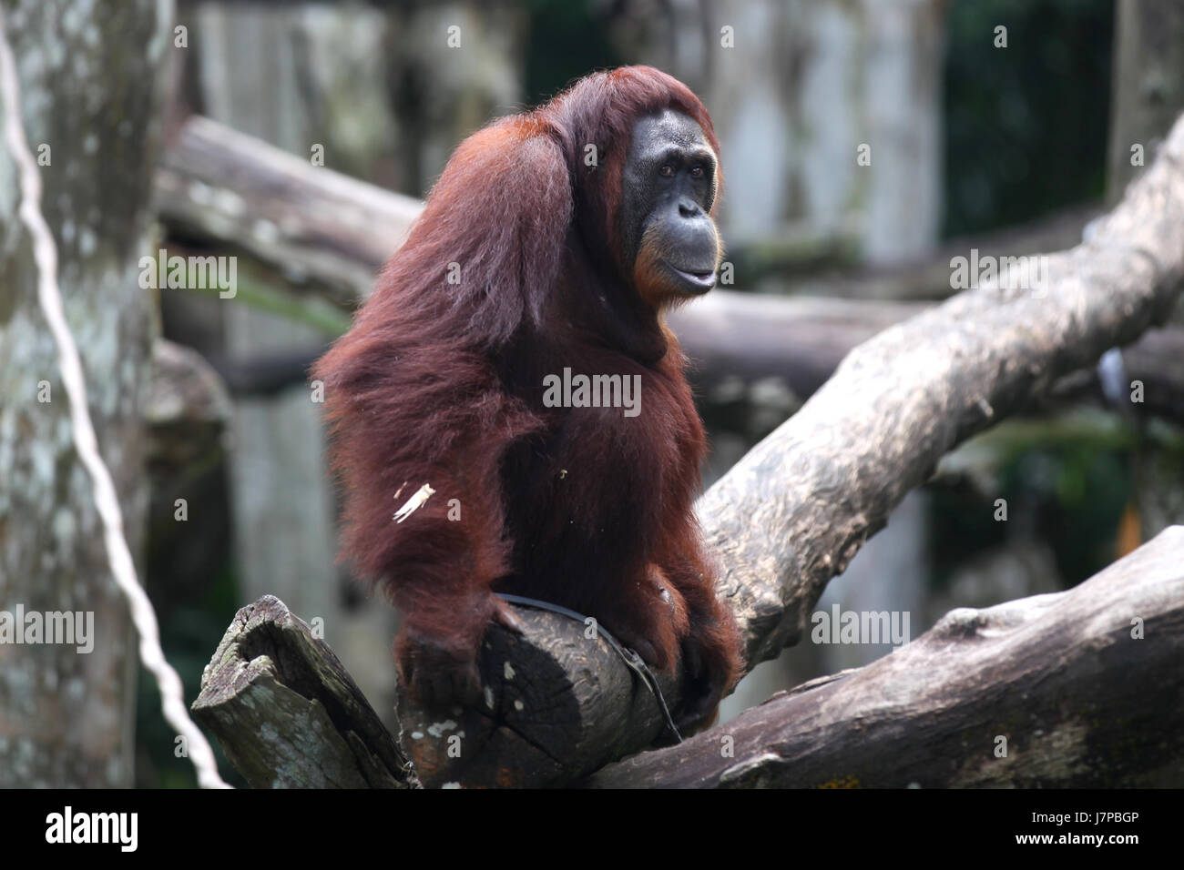 Monkeys are busy with their chores, Singapore, Southeast Asia Stock ...