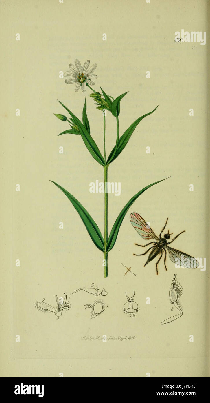 Volume 8 of 'British Entomology' features detailed illustrations of ...
