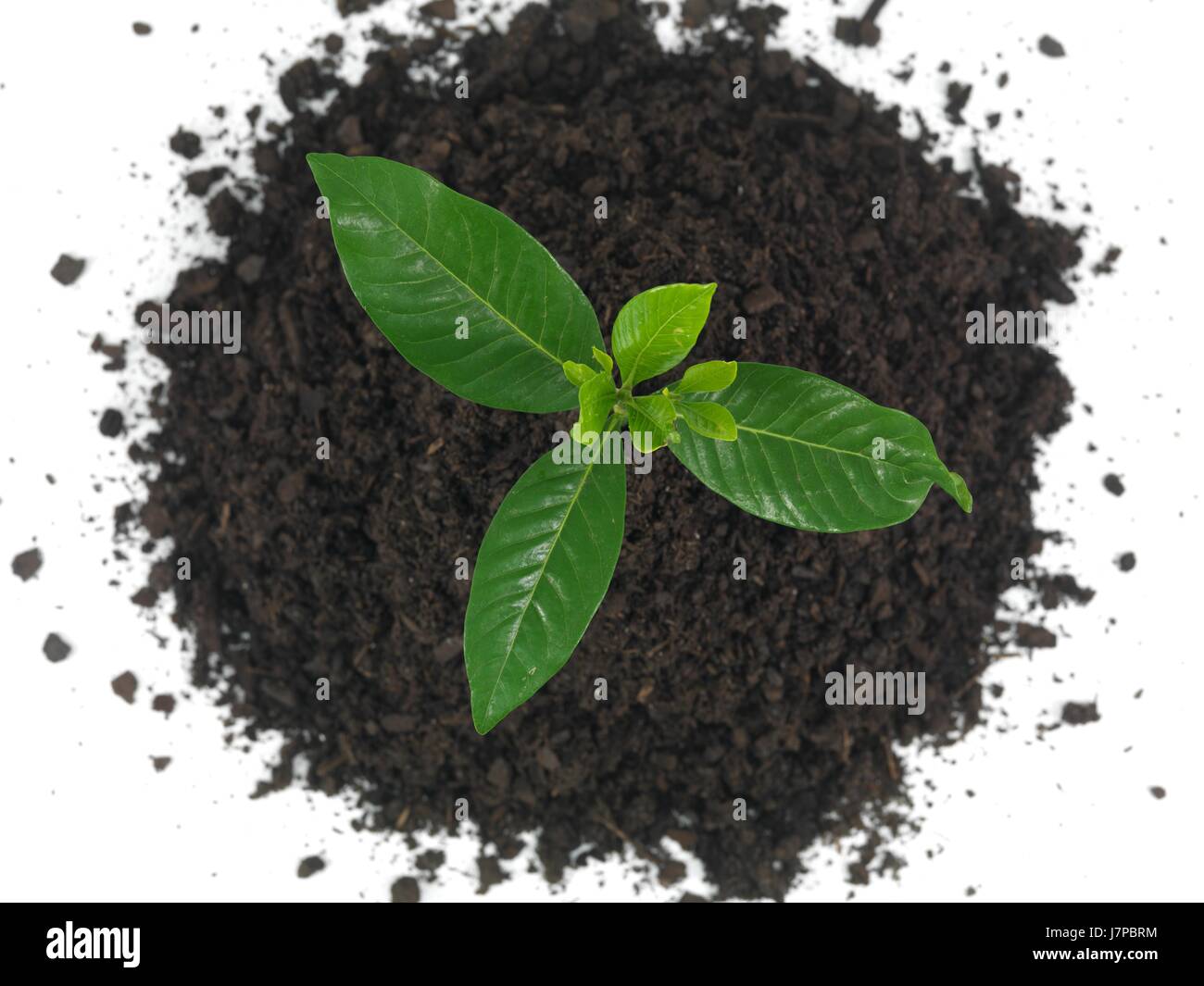 close environment enviroment isolated closeup tree ground soil earth ...