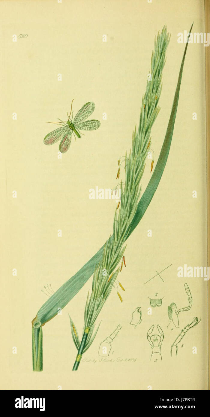 This plate from volume 4 of 'British Entomology' illustrates a variety ...