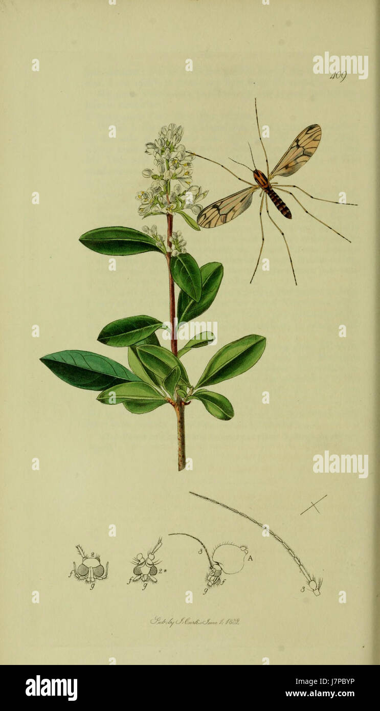 Detailed depiction of various insects hi-res stock photography and ...