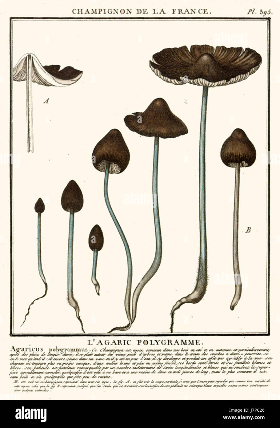 The 'Herbier de la France' by Bulliard, published in 1789, is a ...
