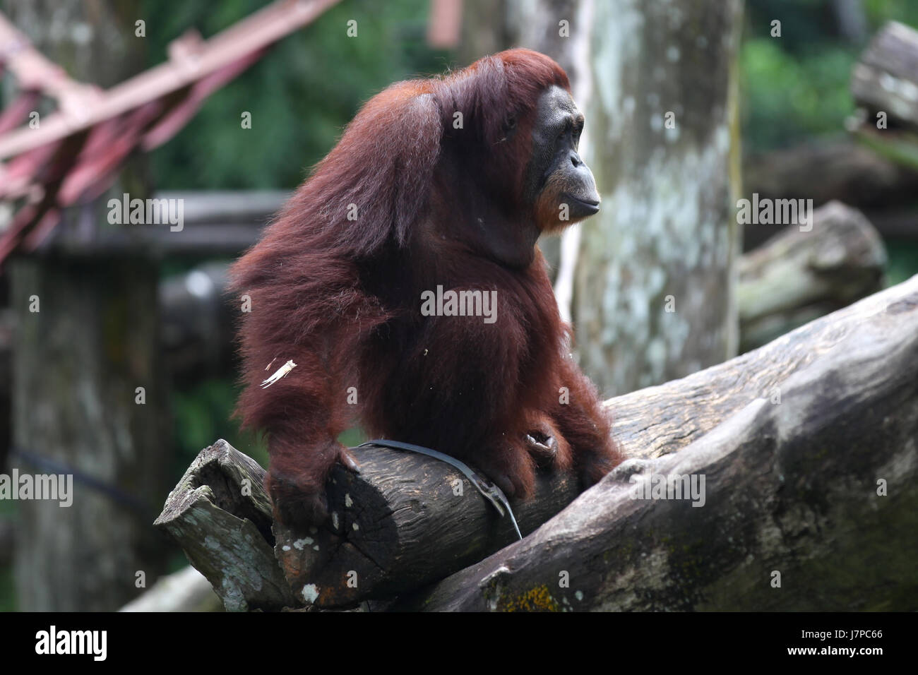 Monkeys are busy with their chores, Singapore, Southeast Asia Stock ...