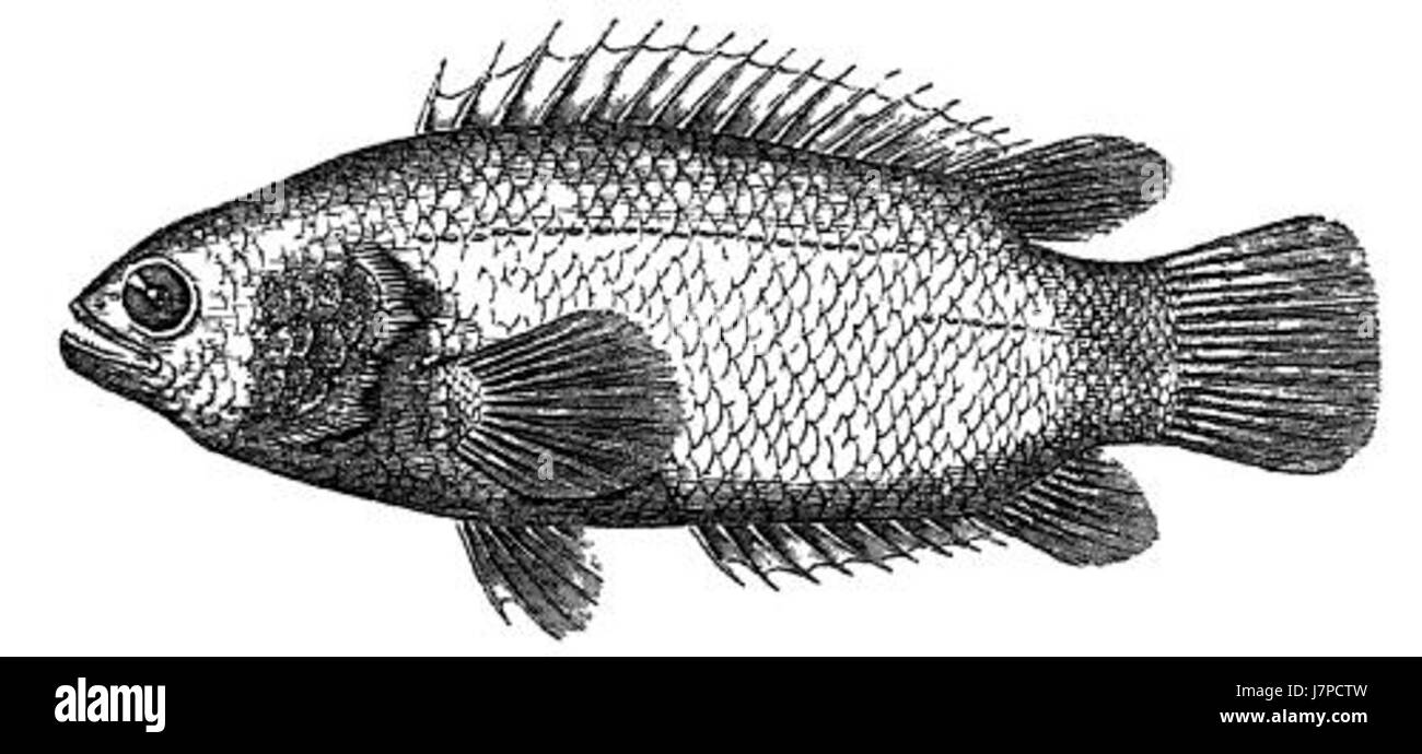 Freshwater fish tanks Black and White Stock Photos & Images - Alamy