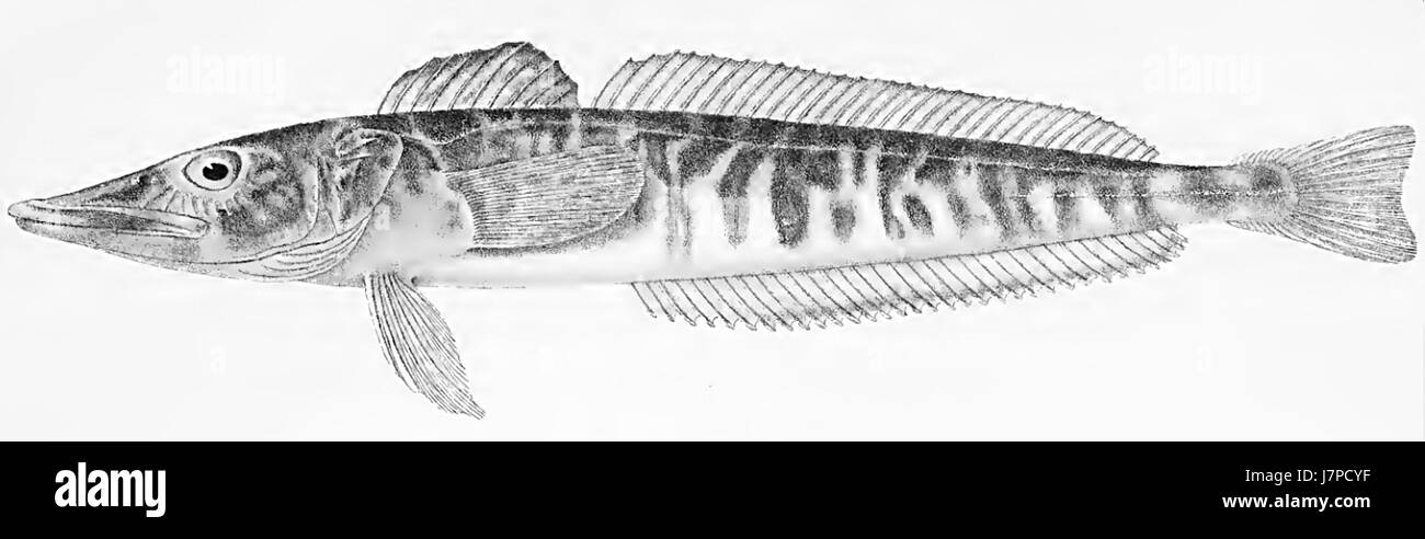 'Champsocephalus esox PlateXX fig1 Regan1913' is a scientific ...