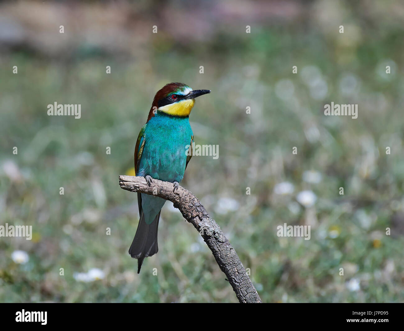 European bee-eater resting on a branch in its habitat Stock Photo - Alamy