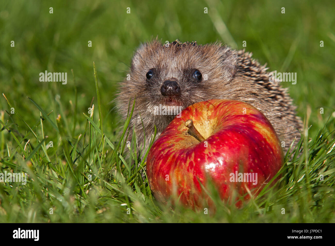 animals skin apples apple nose hedgehog young animal nature fall autumn ...