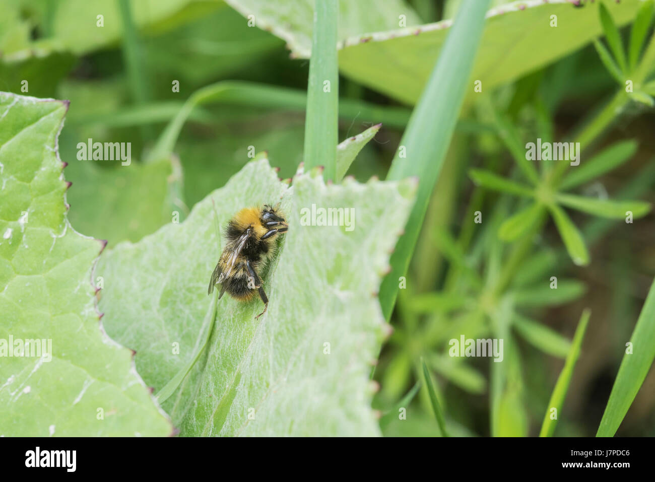 A Bumble Bee (Bombus sp) perched on a leaf Stock Photo - Alamy