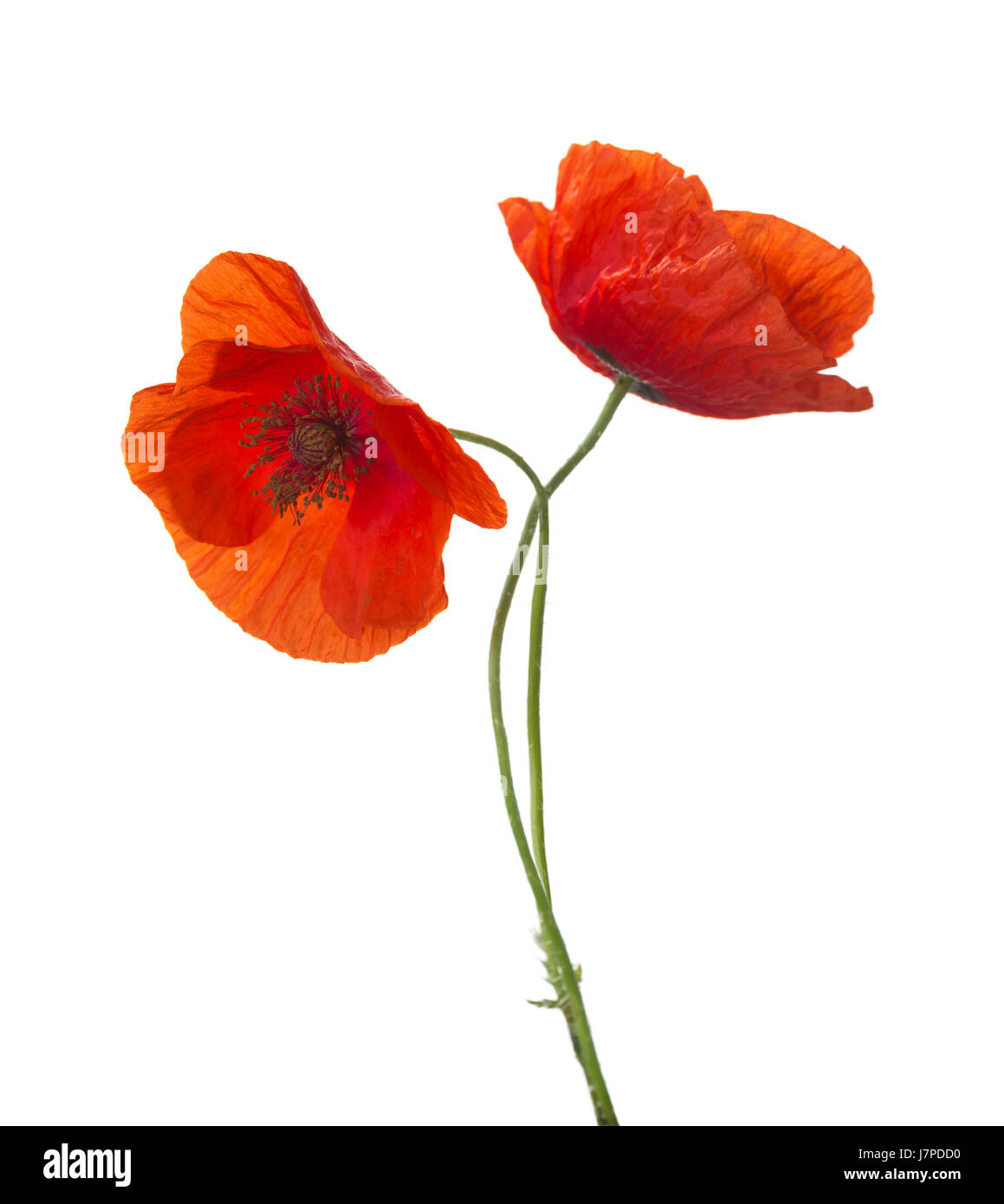Two red poppies isolated on white Stock Photo - Alamy
