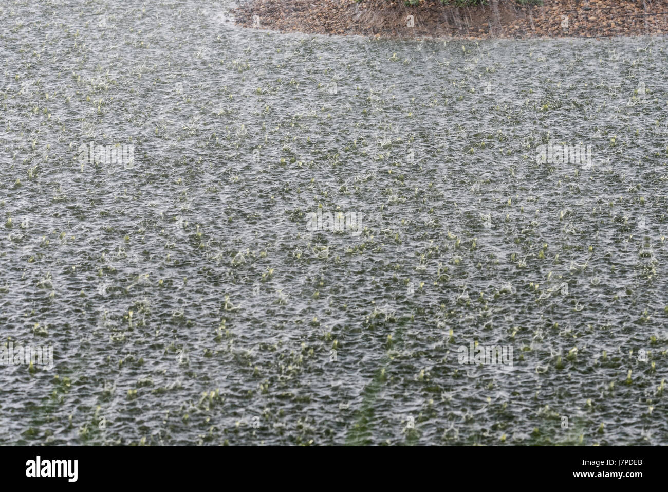 Heavy rain hitting water hi-res stock photography and images - Alamy