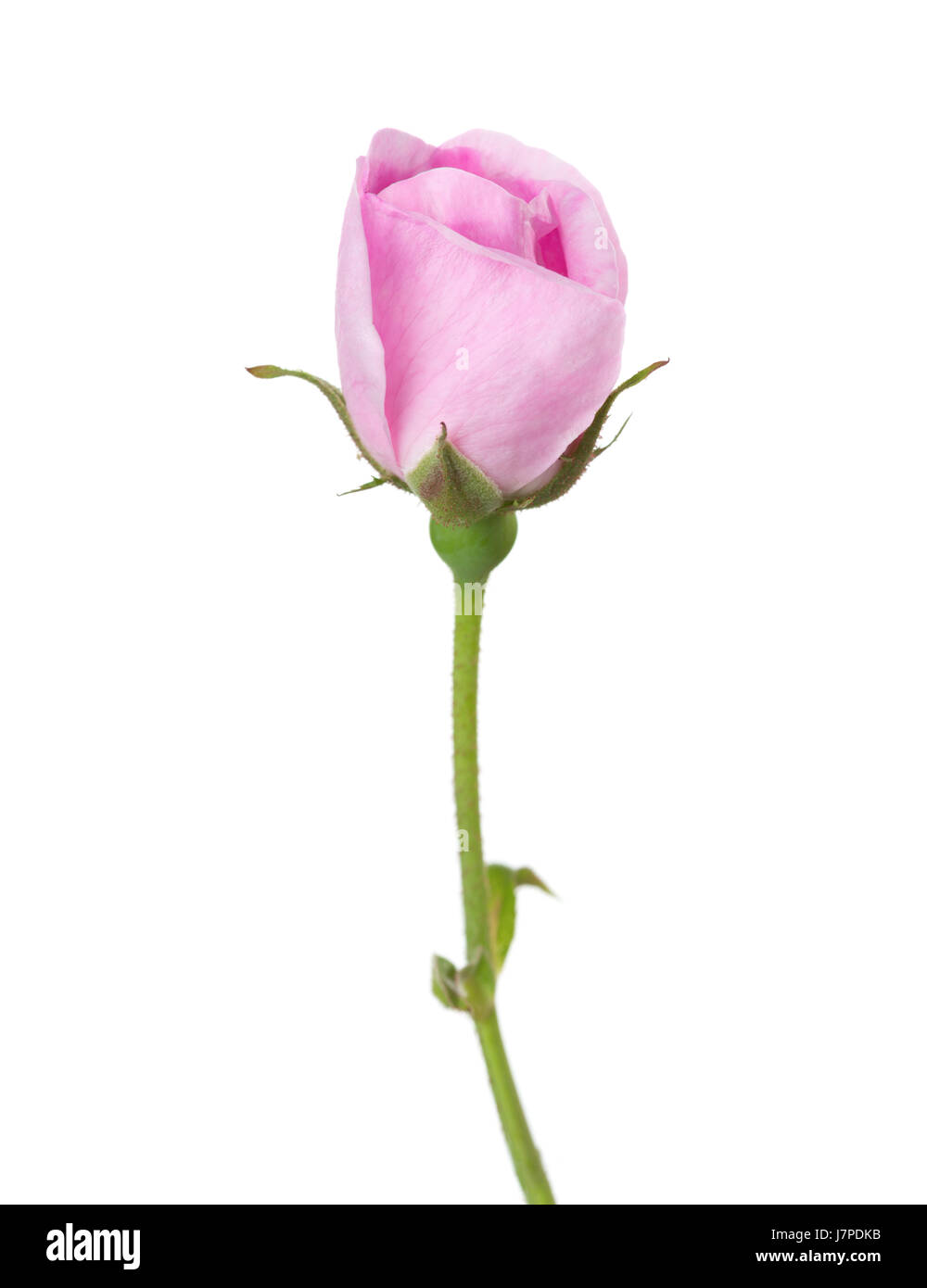 Pink rose bud color Cut Out Stock Images & Pictures - Alamy